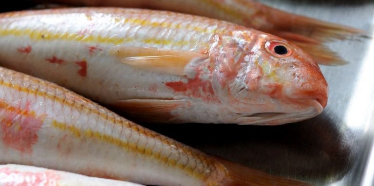 The Red Mullet – Everything You Need To Know About The Famous Type Of ...