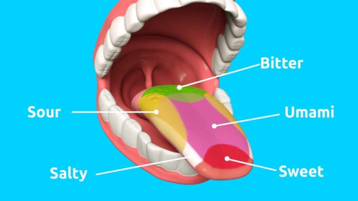 The Science of Taste: How Flavors and Textures Affect Our Palate ...